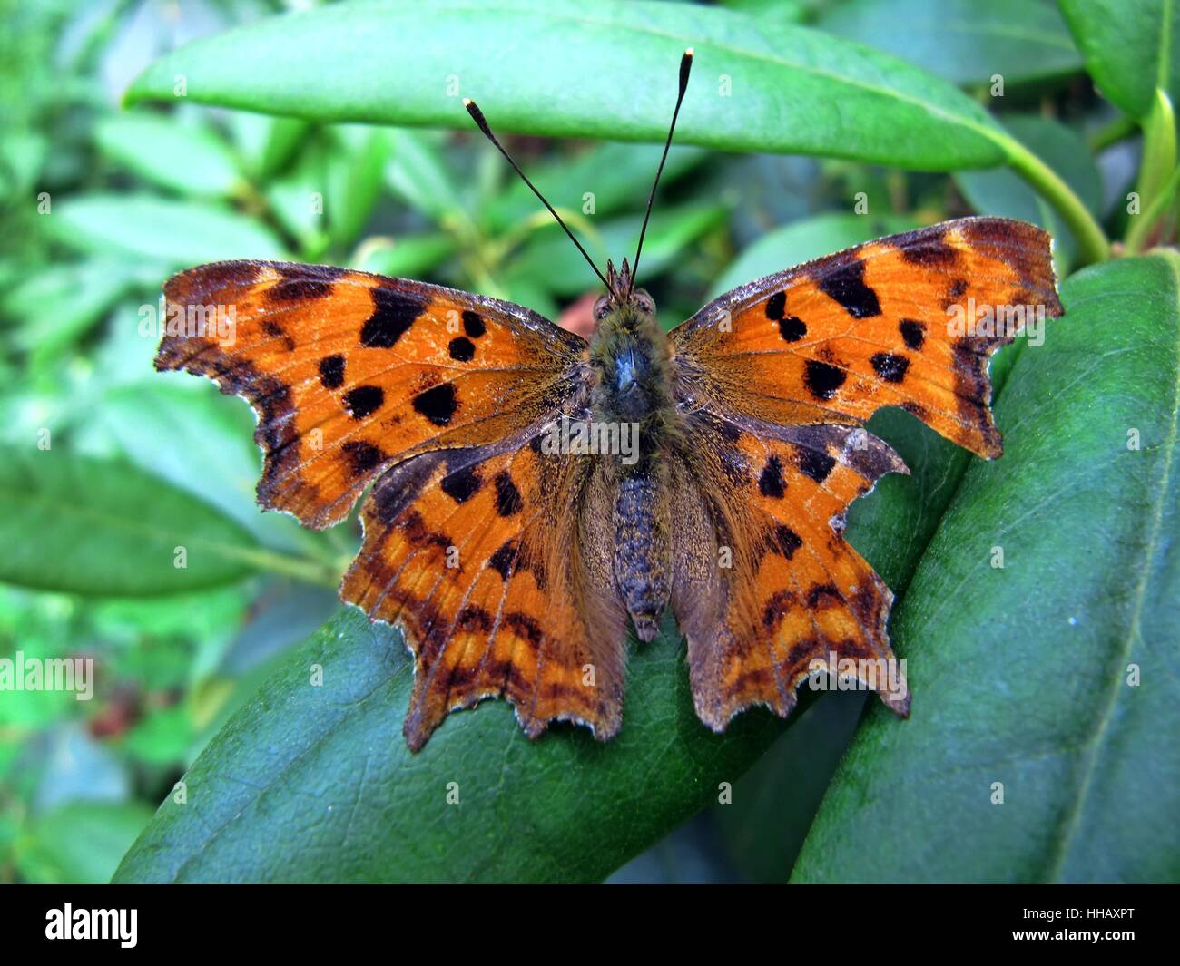 butterfly, moth, garden, insect, insects, butterfly, butterflies ...