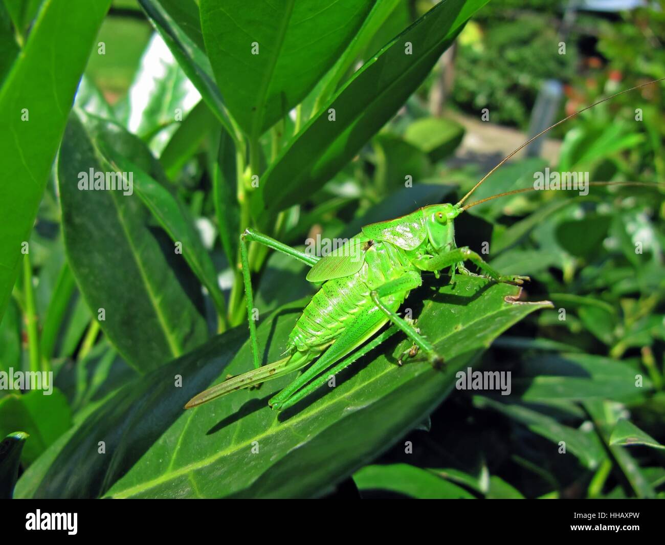 insect, green, asphalt, grasshopper, antenna, blue, insect, green ...