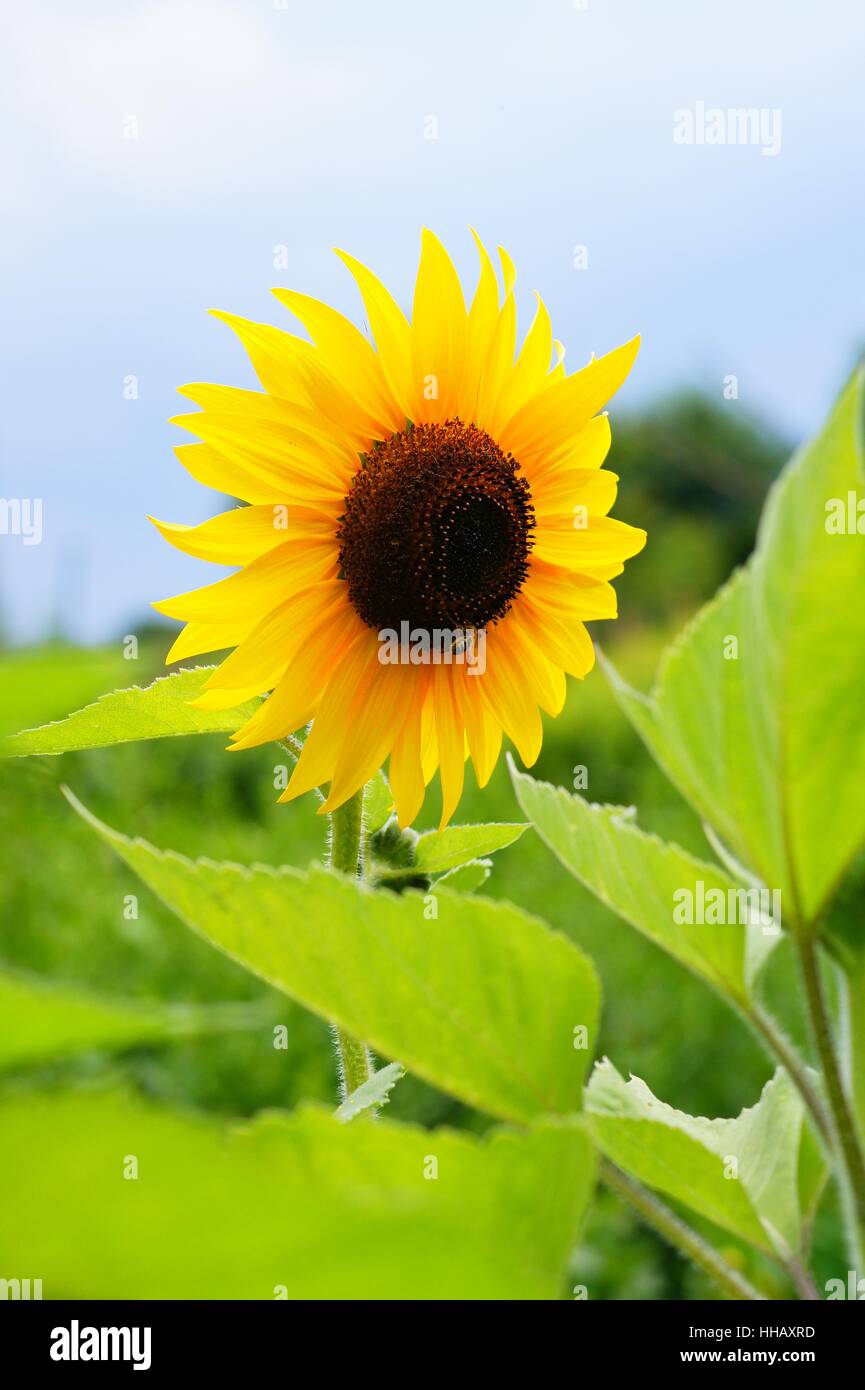 flower, plant, bloom, blossom, flourish, flourishing, sunflower ...