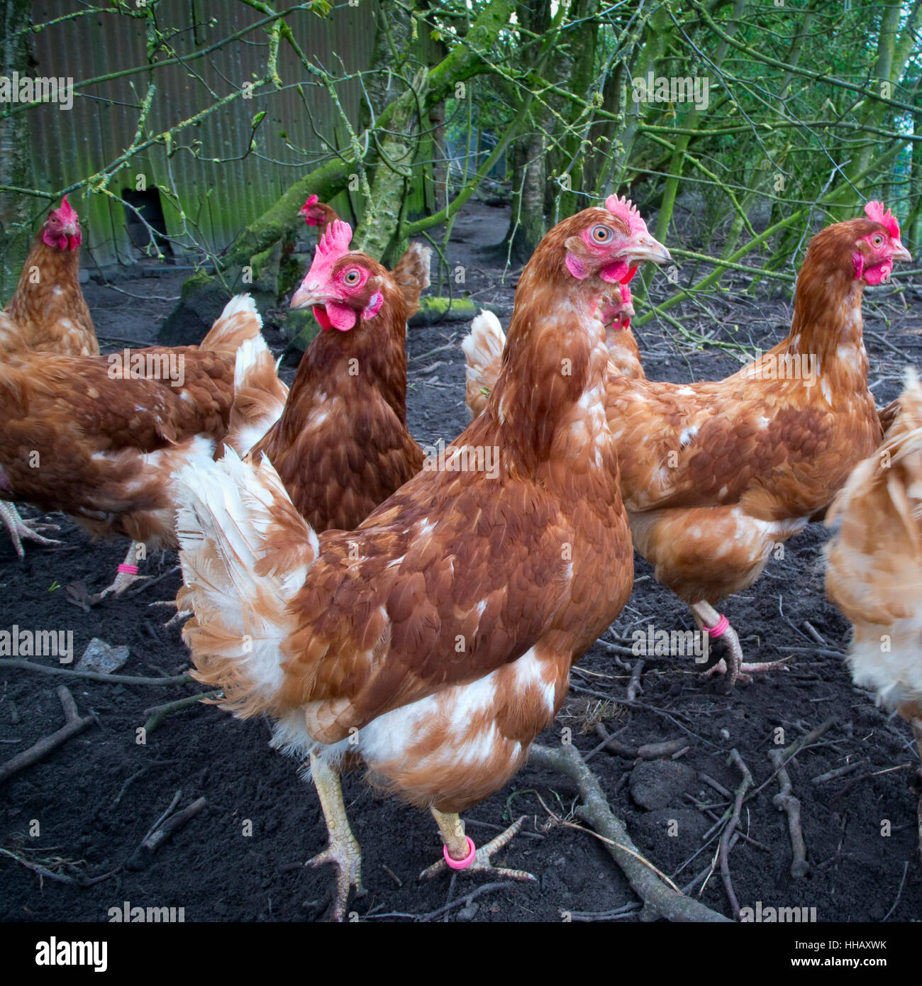 animal, bird, birds, nature, some, several, a few, animal, pet, bird ...