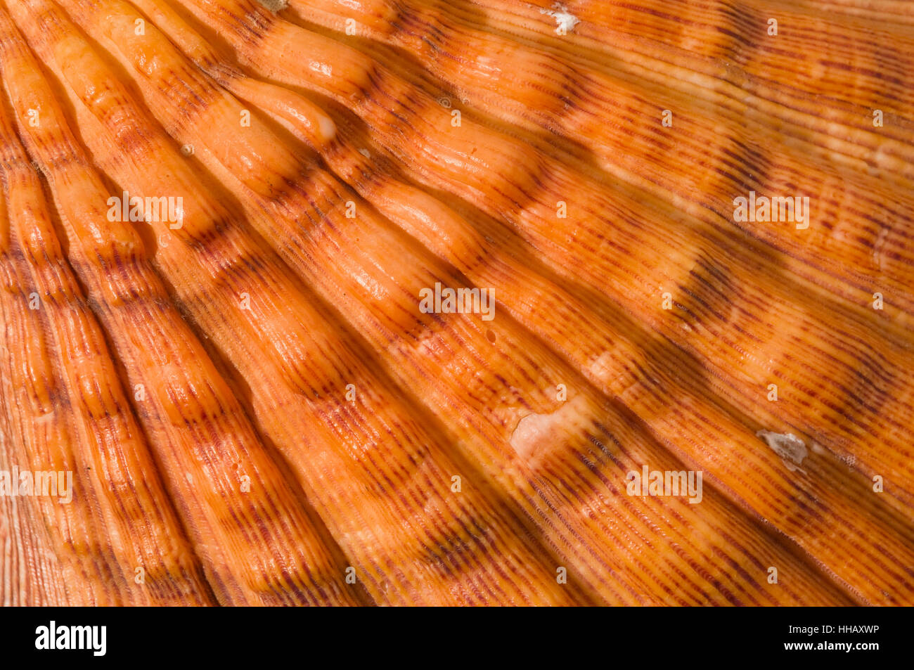 shell, seashell, orange, colour, shell, coloured, grooves, monochromic ...