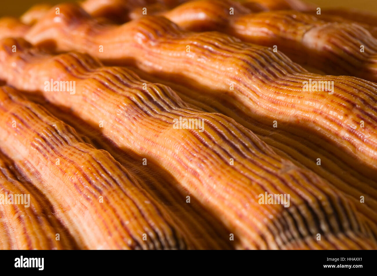 shell, seashell, orange, colour, shell, coloured, grooves, monochromic ...