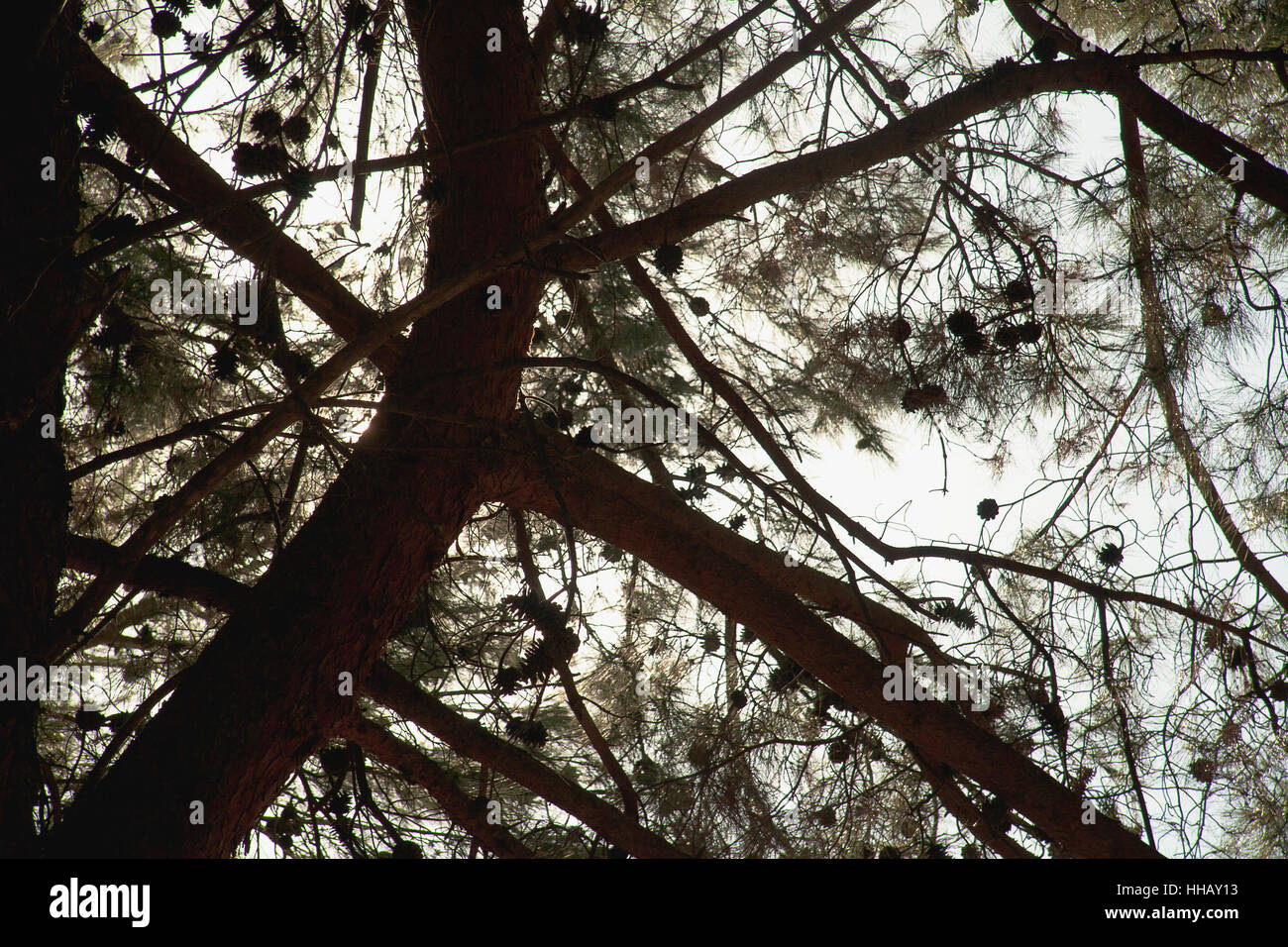 beautiful, beauteously, nice, environment, enviroment, tree, trees ...