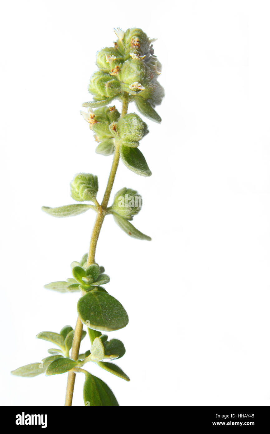 Majorana hortensis hi-res stock photography and images - Alamy