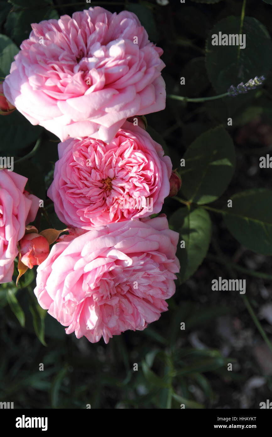 garden, flower, plant, bloom, blossom, flourish, flourishing, roses ...