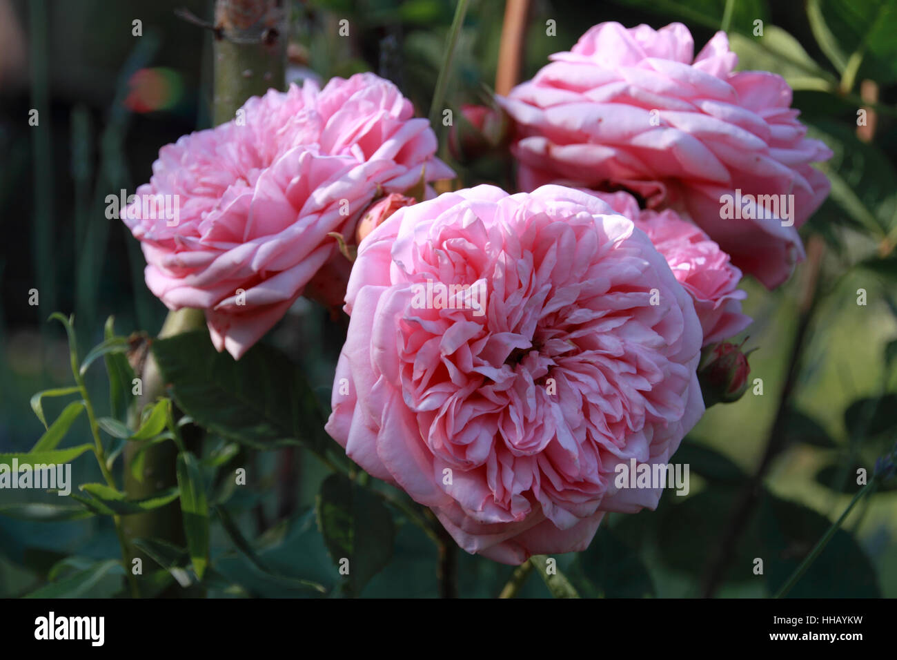 garden, flower, plant, bloom, blossom, flourish, flourishing, roses ...