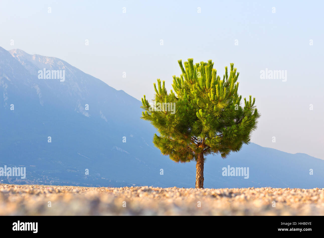 pine tree on the beach Stock Photo - Alamy