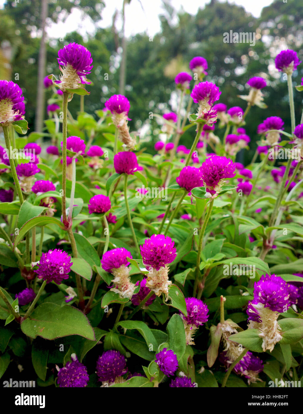 blue, colour, horizon, garden, space, flower, plant, bloom, blossom ...