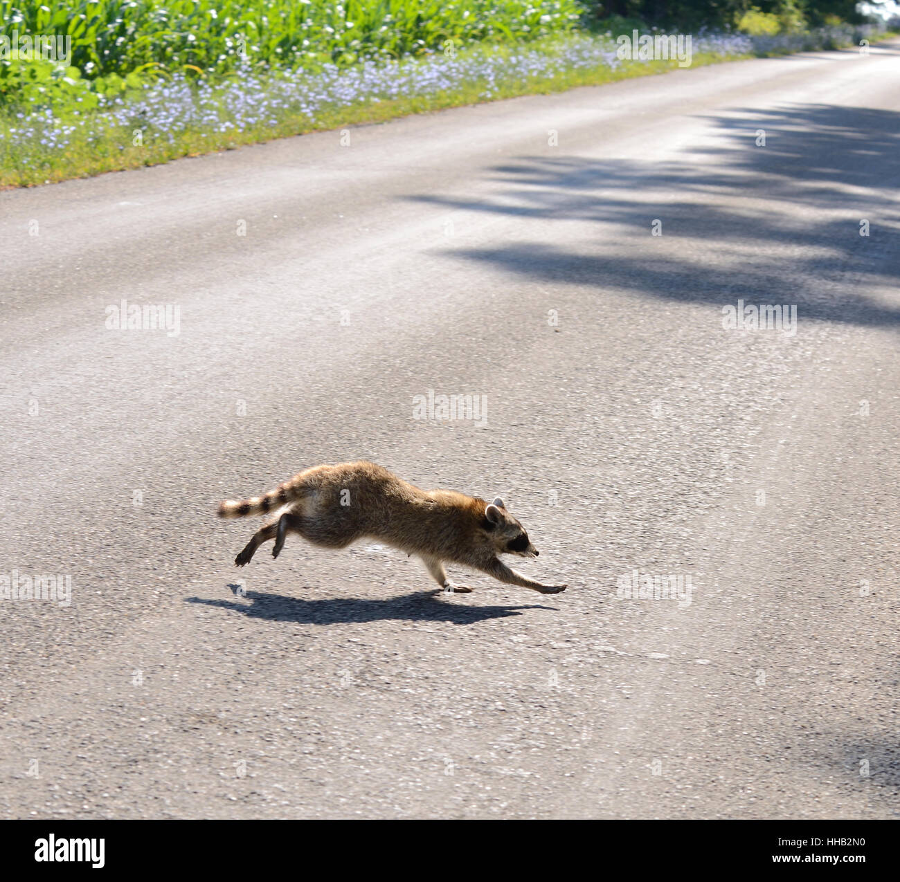 animal, wild, summer, summerly, outdoor, wildlife, raccoon, coon ...