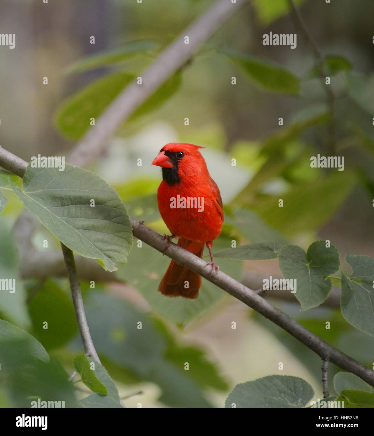 leaf, tree, animal, bird, fauna, summer, summerly, branch, outdoor ...