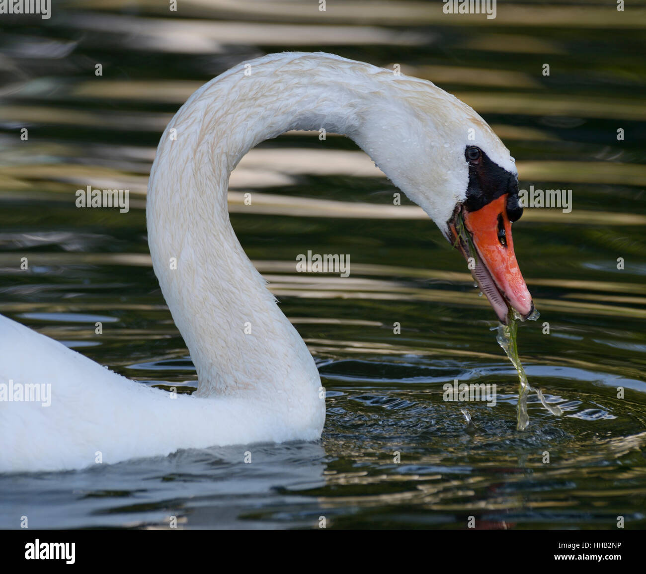 closeup, animal, bird, fauna, wild, portrait, swan, outdoor, wildlife ...