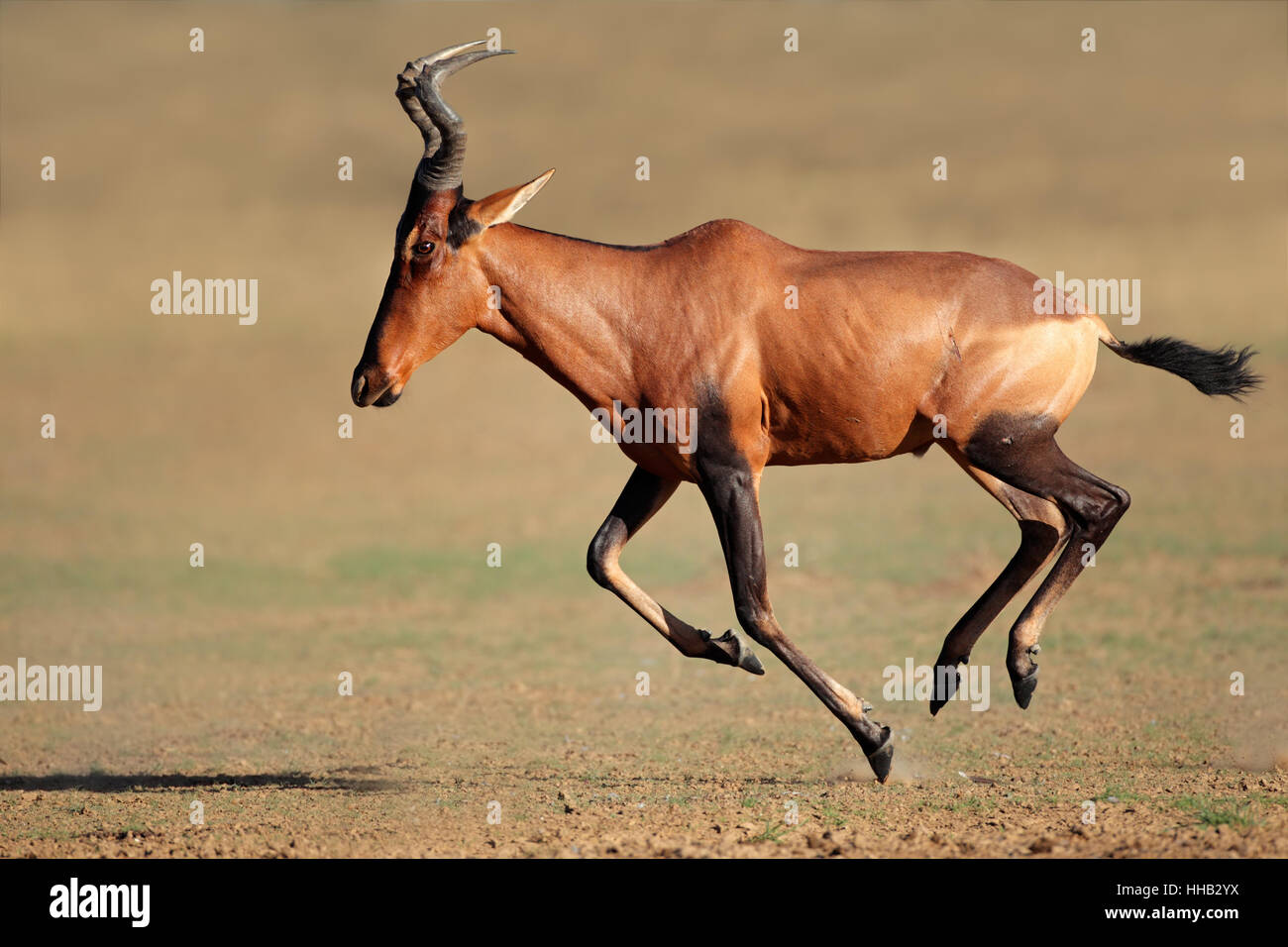mammal, antelope, dash, go quickly, fast, quick, quickly, speed ...
