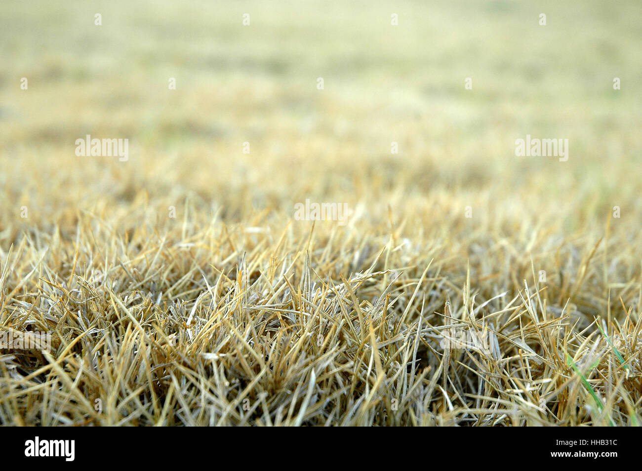 colour, closeup, hill, field, dry, dried up, barren, vegetation ...