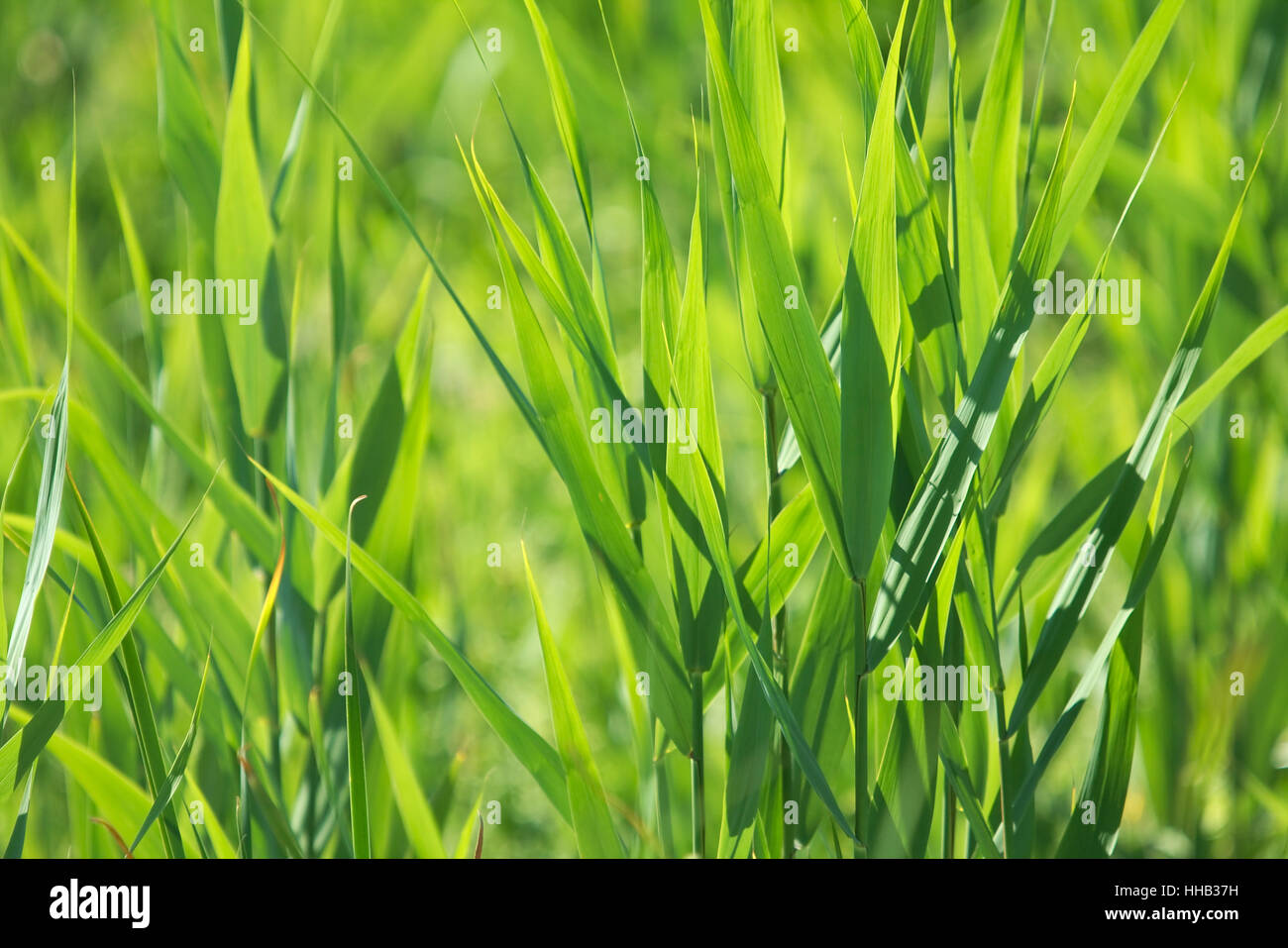 detail, environment, enviroment, closeup, wild, outdoor, weed, plants ...