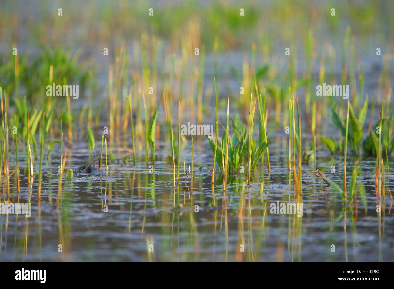 Rush reflection still water hi-res stock photography and images - Alamy