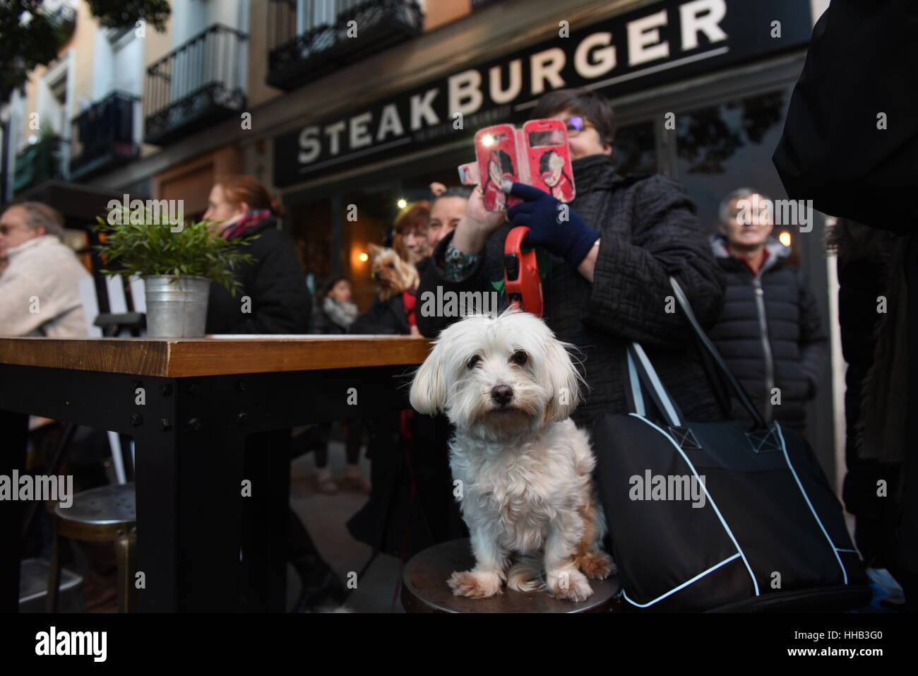 Madrid, Spain. 17th Jan, 2017. A dog pictured during the feast of Saint ...