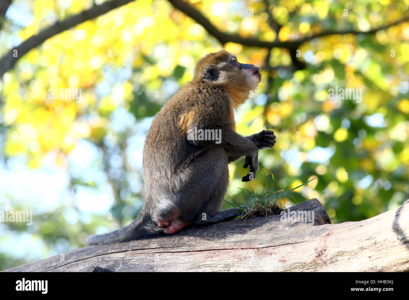 Central African Golden bellied mangabey (Cercocebus chrysogaster ...