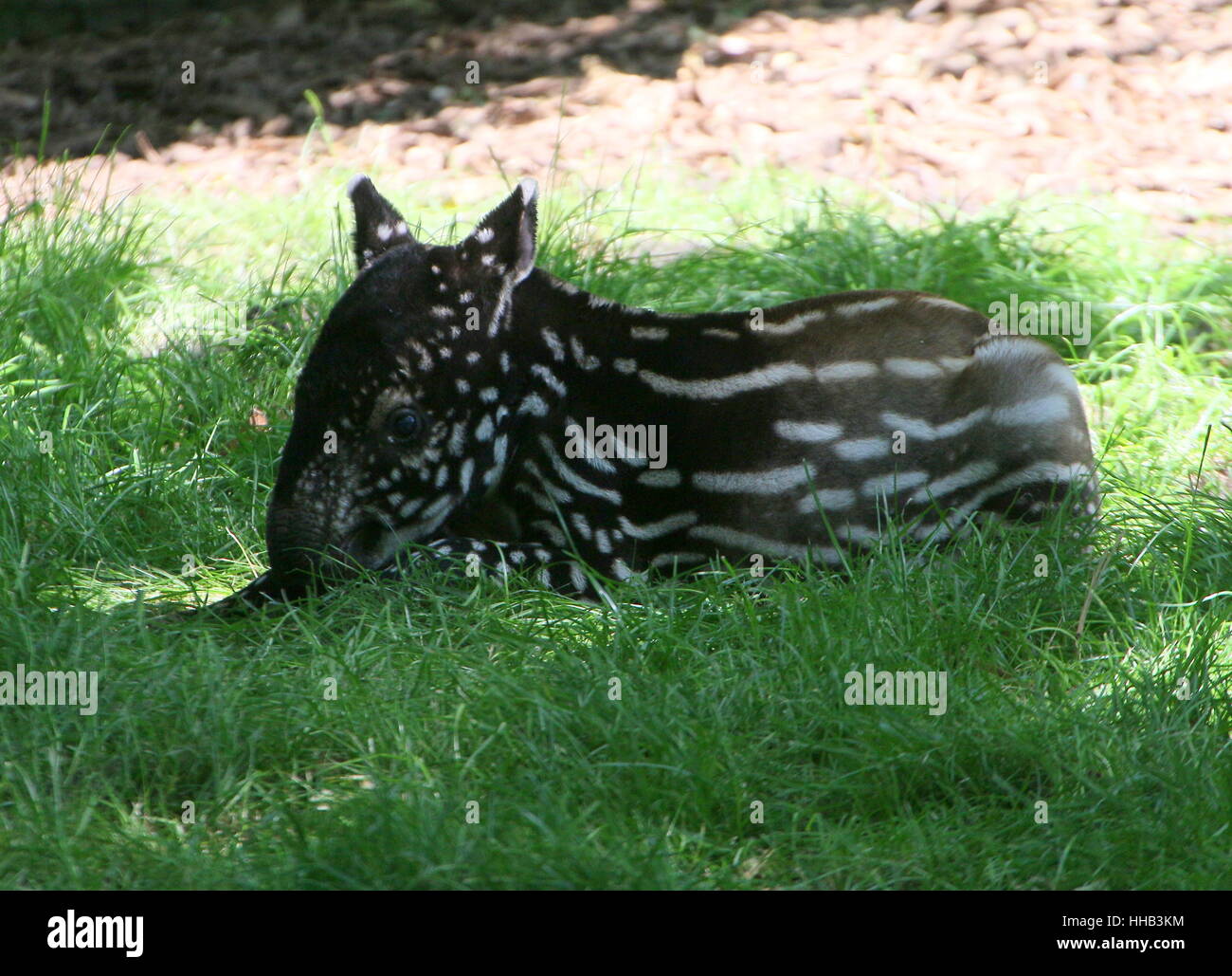 Sumatran tapir hi-res stock photography and images - Alamy