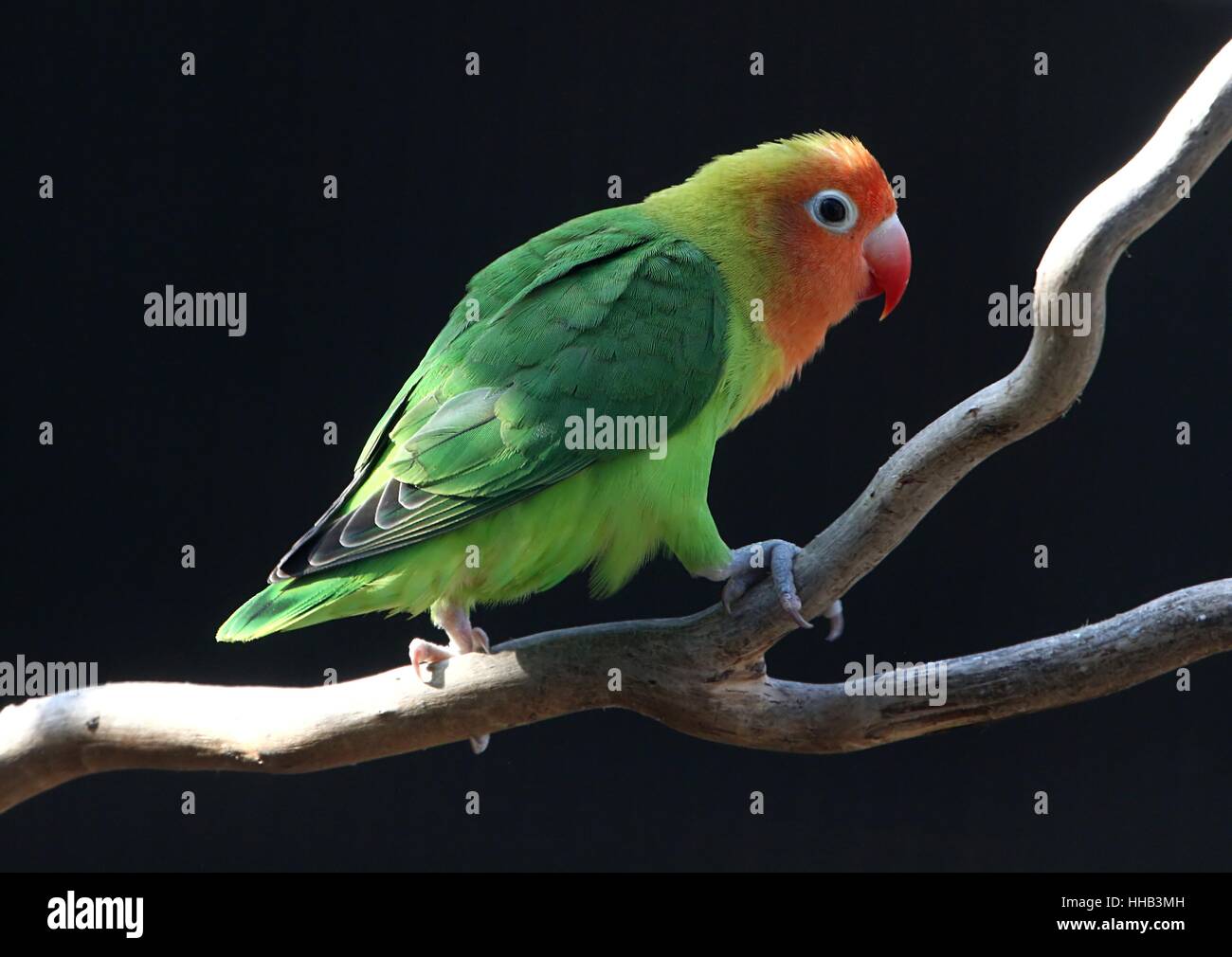 Agapornis lilianae hi-res stock photography and images - Alamy
