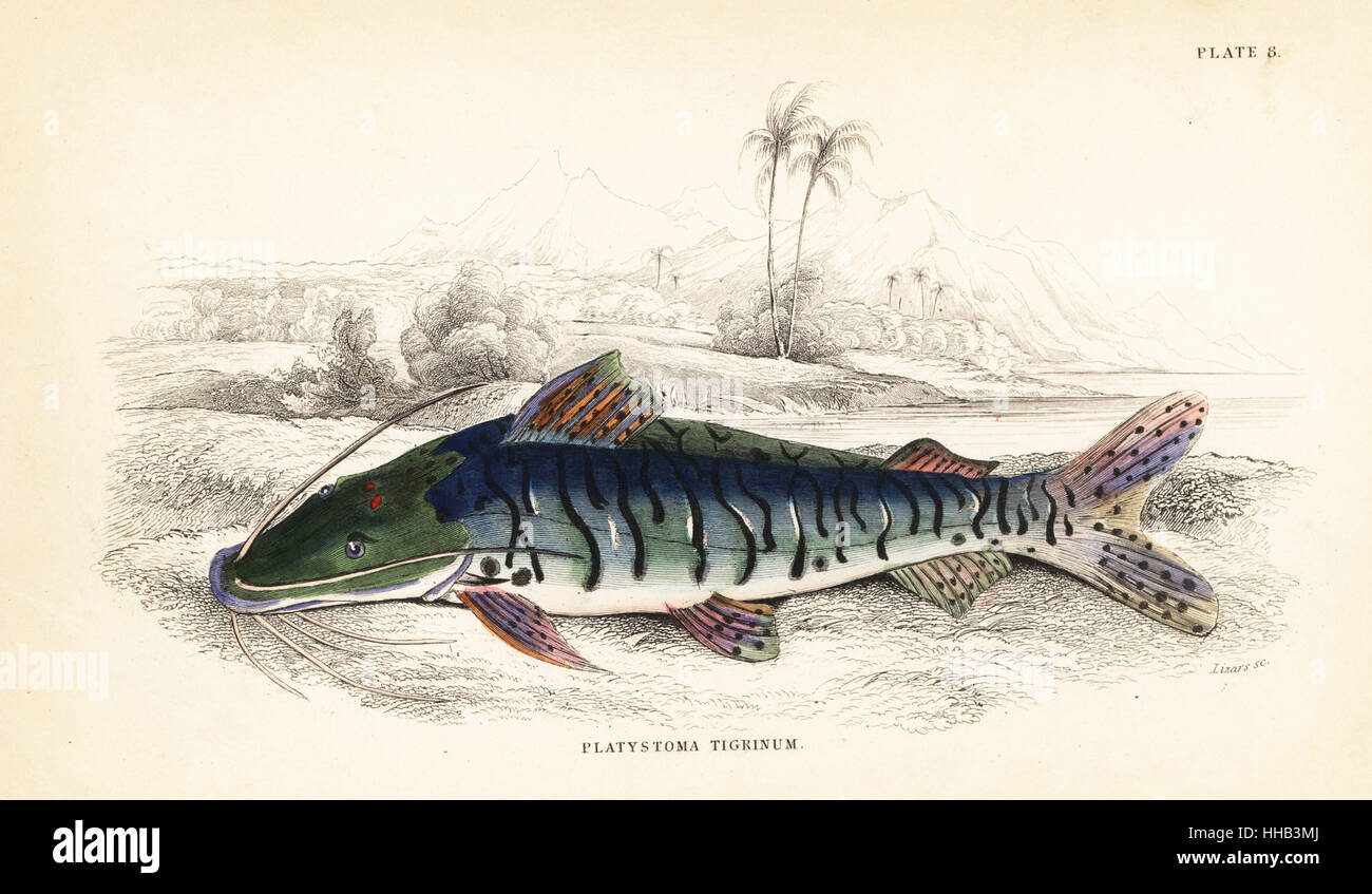 Tiger sorubim, Pseudoplatystoma tigrinum (Striped platystoma ...