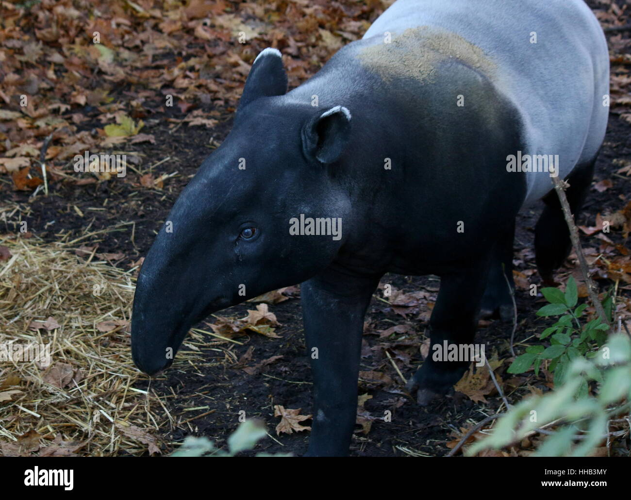 Closeup of a mature female Malayan tapir (Tapirus indicus), native from ...