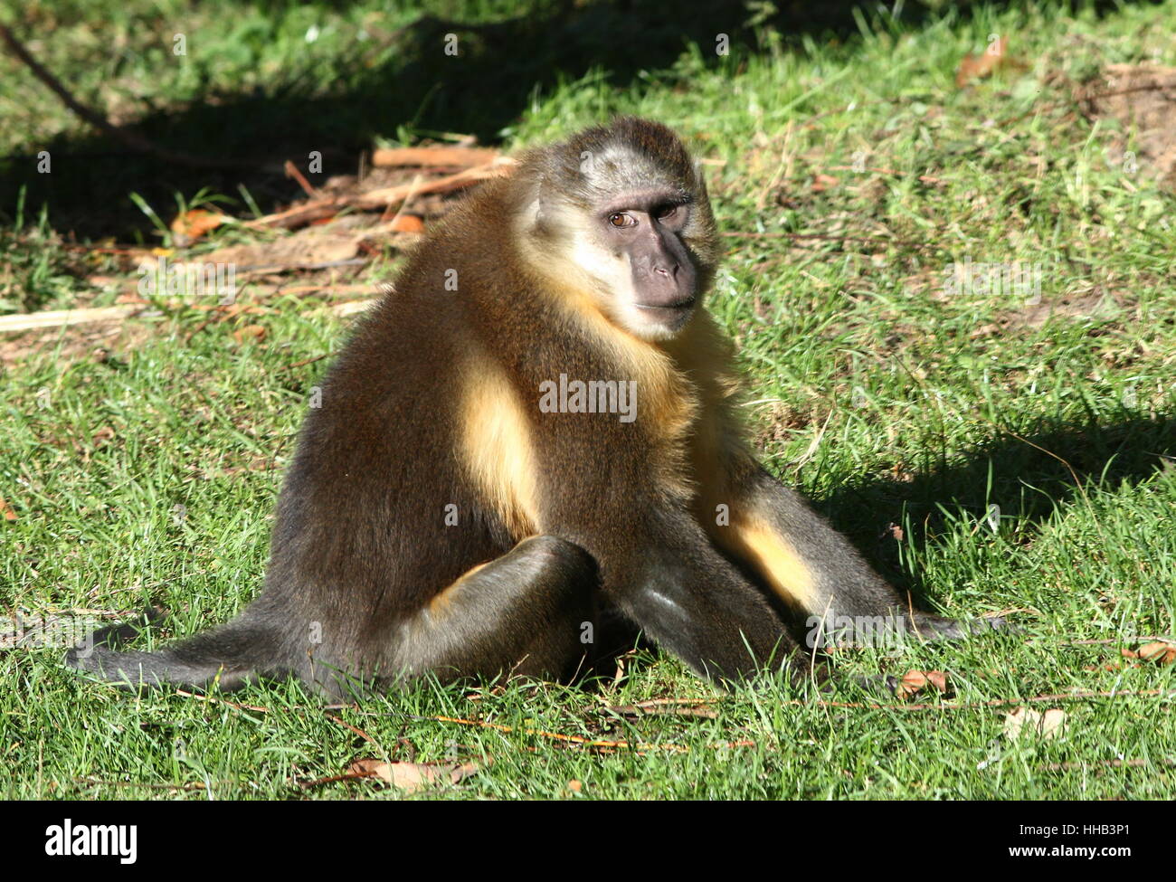 Male Central African Golden bellied mangabey (Cercocebus chrysogaster ...