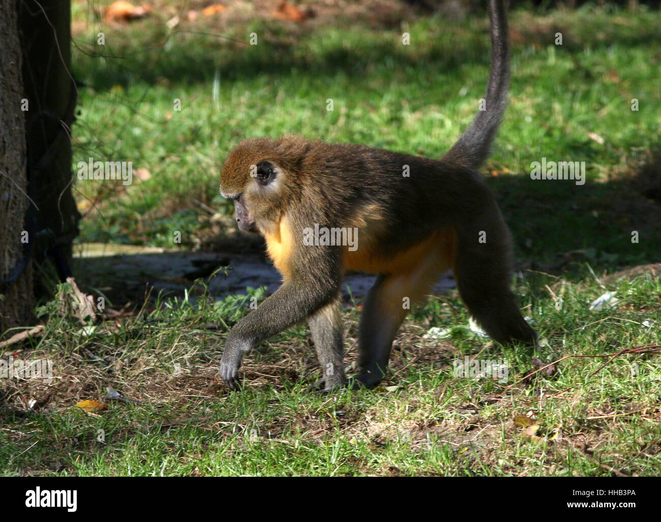 Central African Golden bellied mangabey (Cercocebus chrysogaster ...