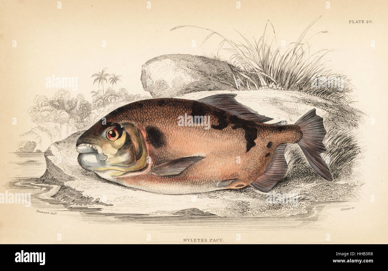 Pacu or pacupeba, Myleus pacu (Pacu of Guiana, Myletes pacu ...