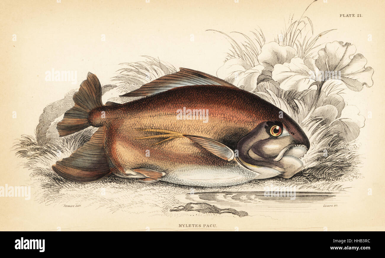 Myleus pacu hi-res stock photography and images - Alamy