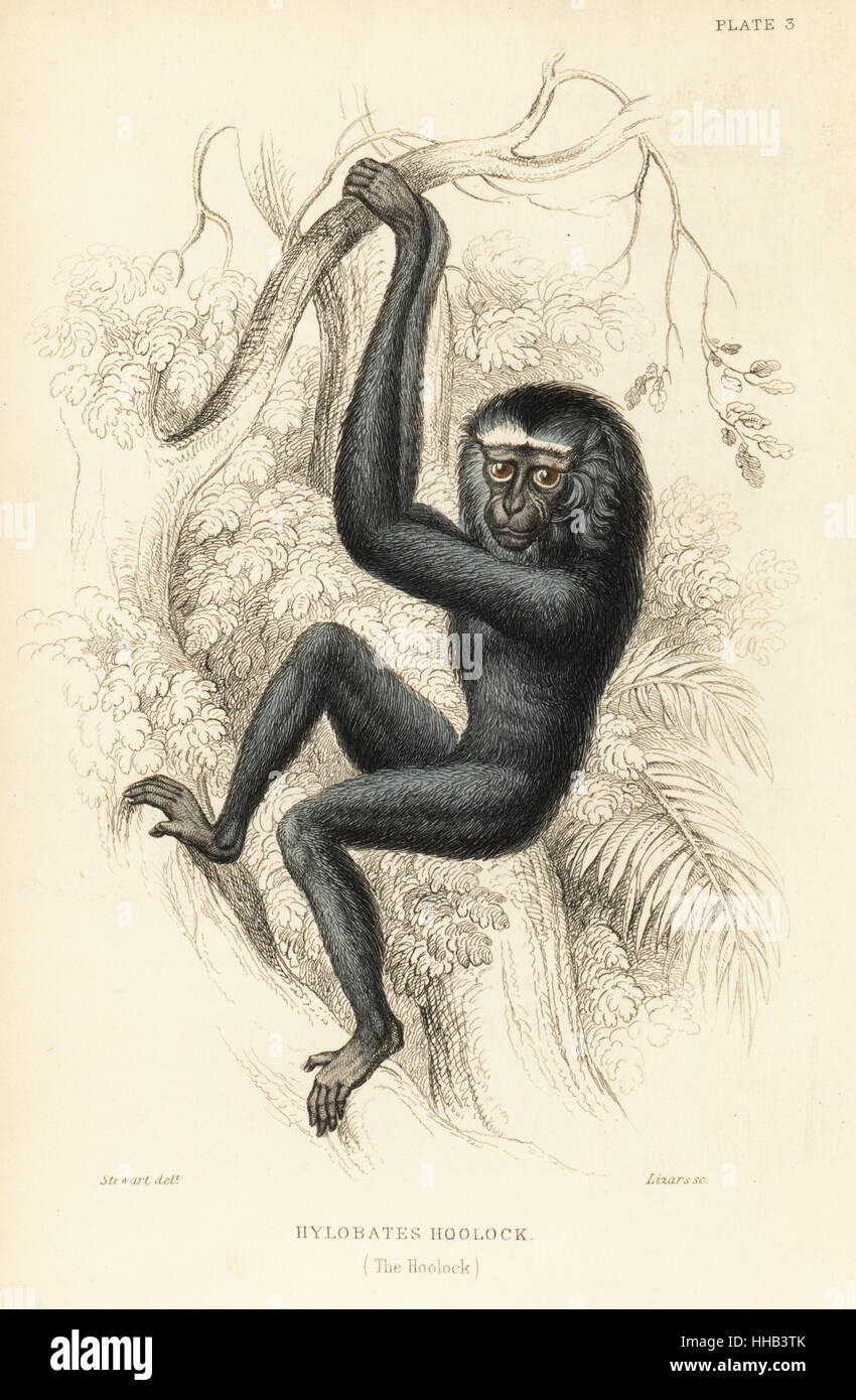 Western hoolock gibbon, Hoolock hoolock. Endangered. (Hoolock ...