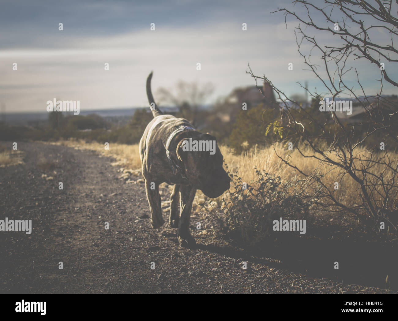 Brindle mastiff hi-res stock photography and images - Alamy