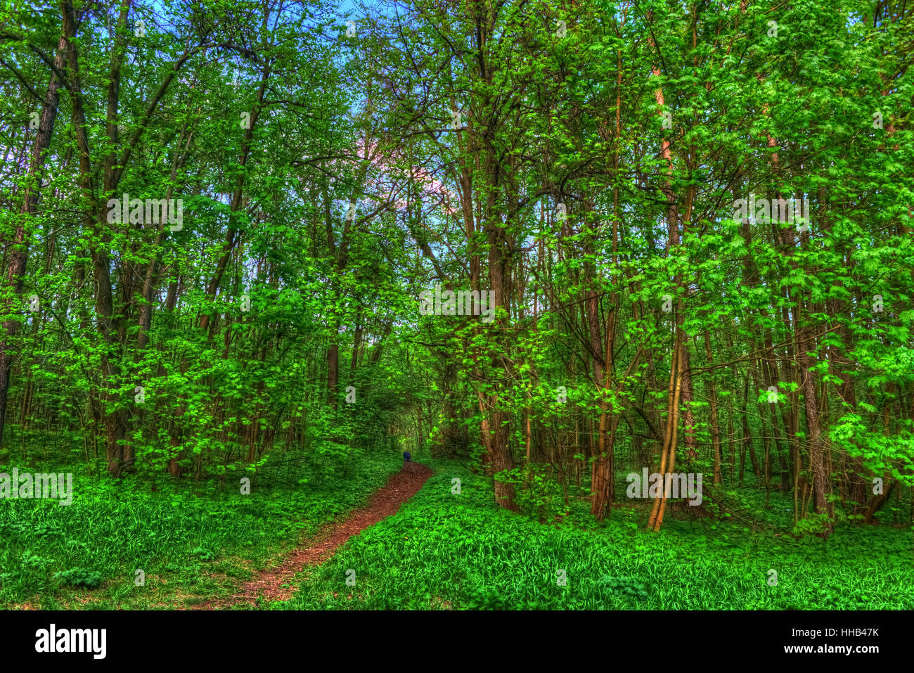 Pathway on a hill with wildflowers. Beautiful natural landscape Stock ...