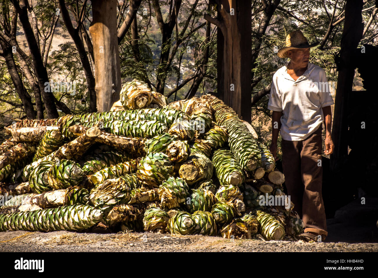 Mezcal in Oaxaca, Mexico Stock Photo - Alamy