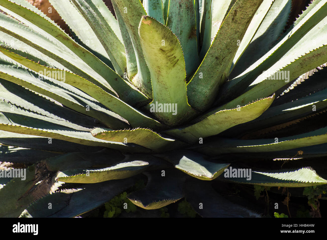 Mezcal plant hi-res stock photography and images - Alamy