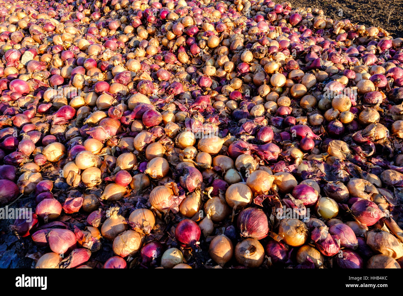 Discarded white and red onions left to rotten in a farm field, Region ...
