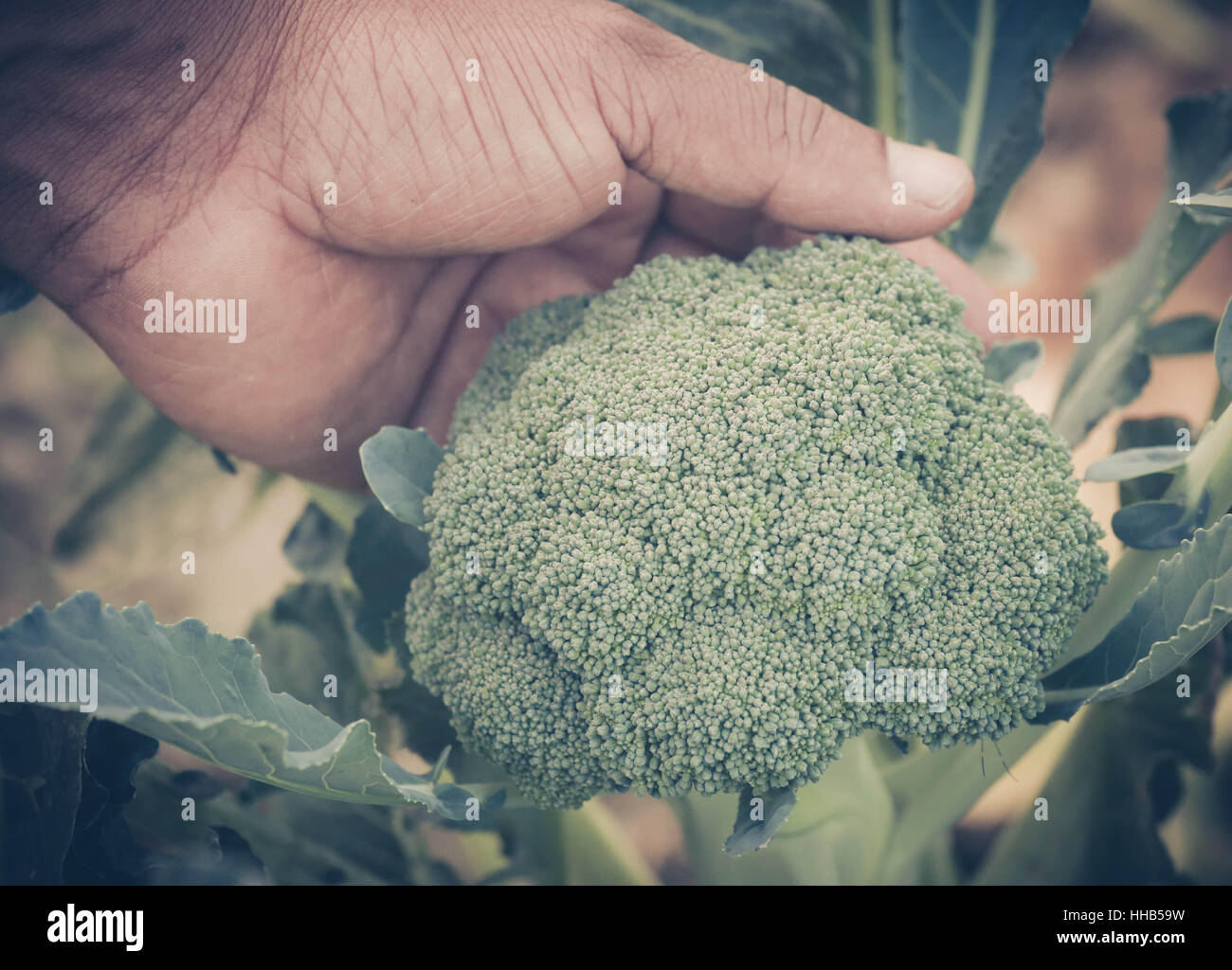 Hand holding fresh broccoli in garden Stock Photo - Alamy