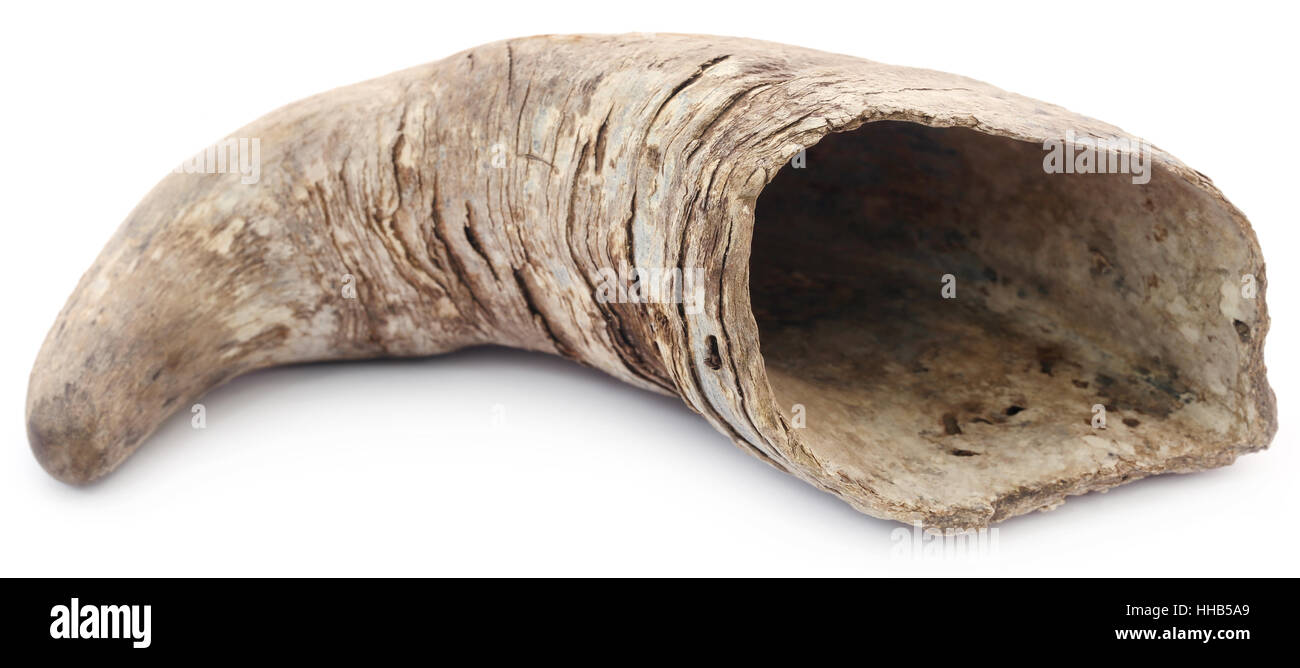 Buffalo horn hi-res stock photography and images - Alamy