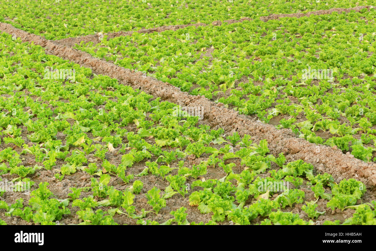 Lettuce field hi-res stock photography and images - Alamy