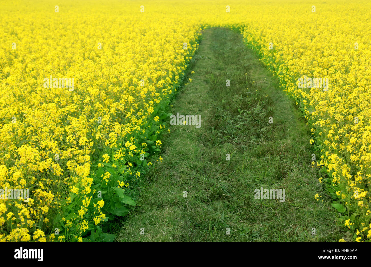 Mustard field in rural area of Bangladesh Stock Photo - Alamy