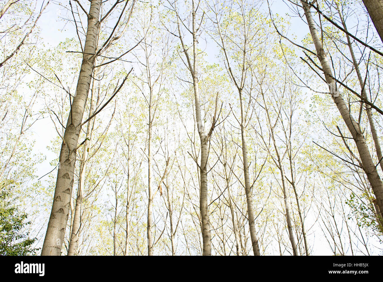 Ray of light in the forest background, with warm colours and soft ...