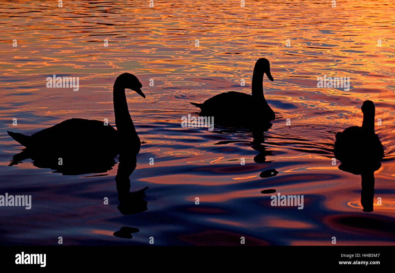 Swans on the river Cam as the sunrises in Cambridge after overnight ...