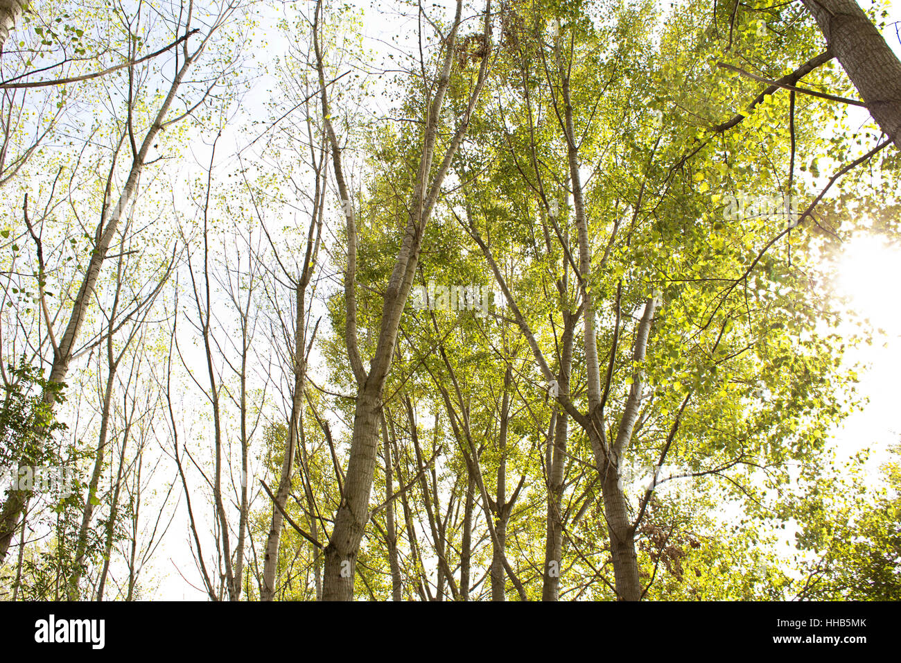 Ray of light in the forest background, with warm colours and soft ...