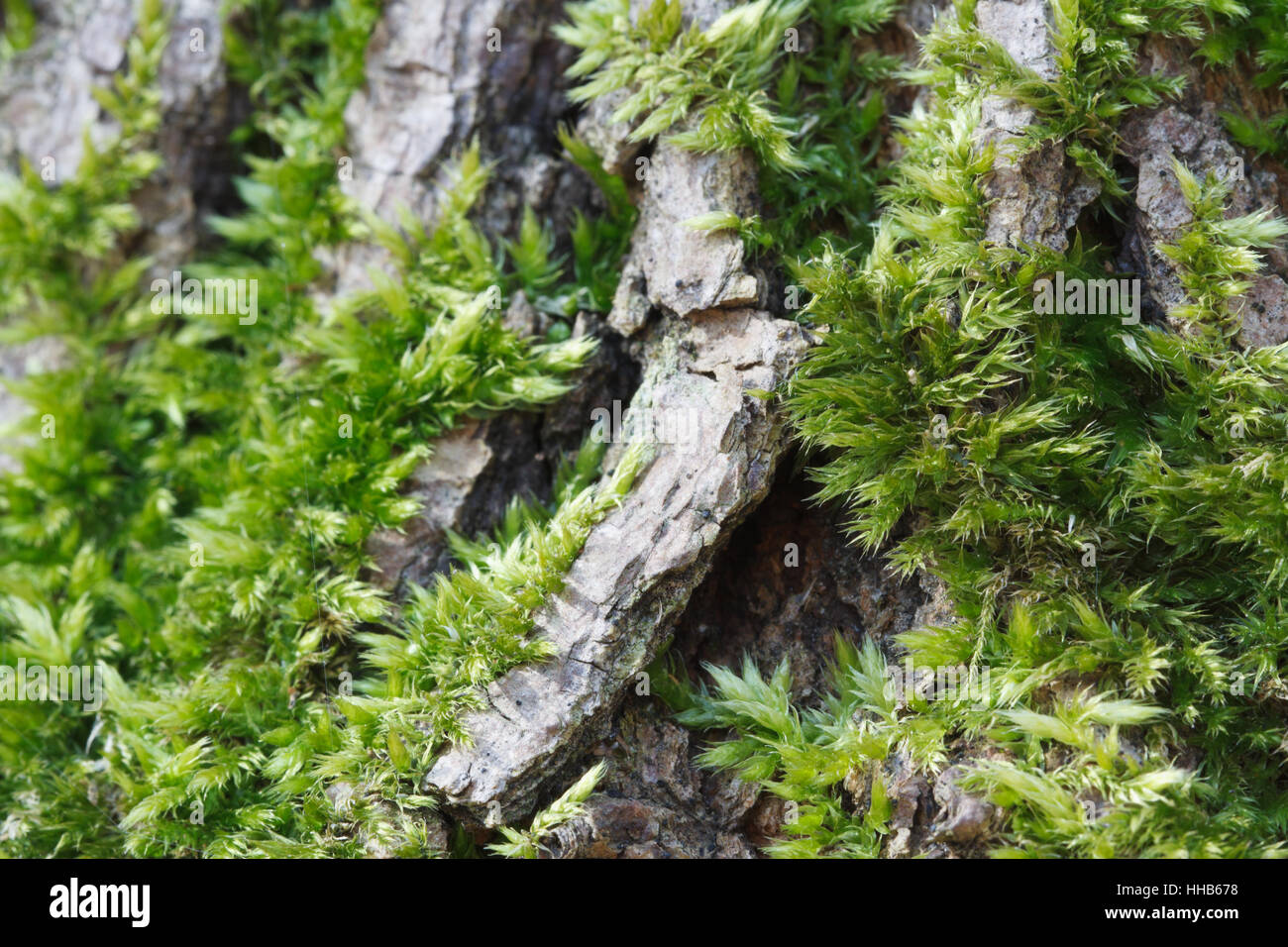 Bark texture in horizontal hi-res stock photography and images - Alamy