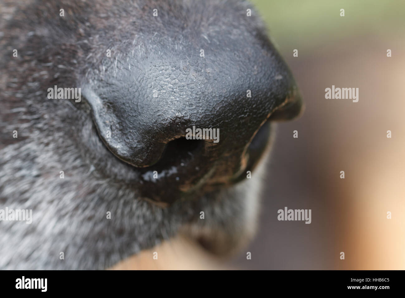 German Shepherd dog nose closeup. macro Stock Photo - Alamy