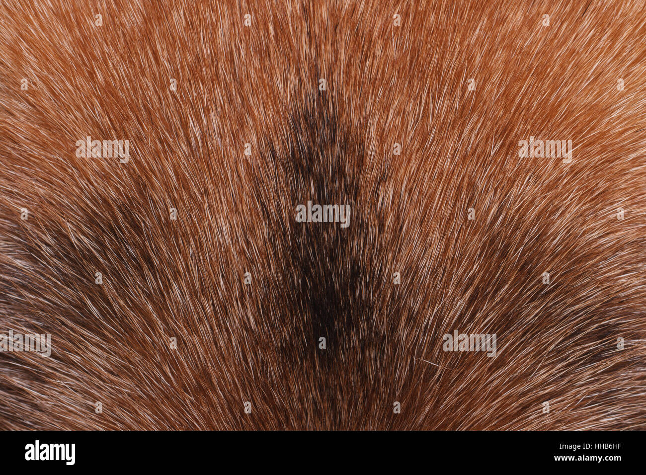 Light brown wolf fur hi-res stock photography and images - Alamy