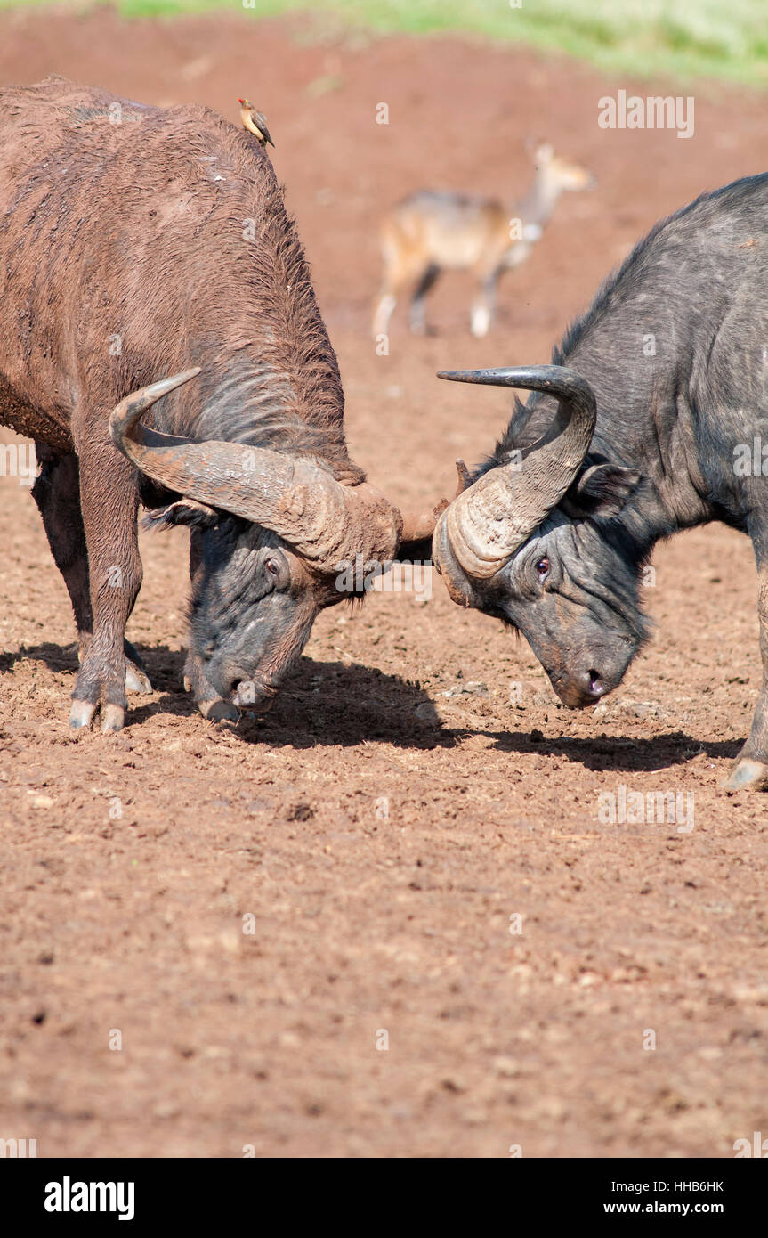 African Cape Buffalo Fighting High Resolution Stock Photography and ...