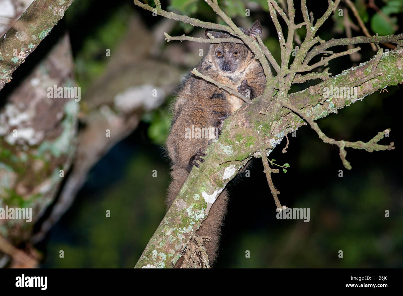 Horizontal portrait of brown greater galago, Otolemur crassicaudatus ...