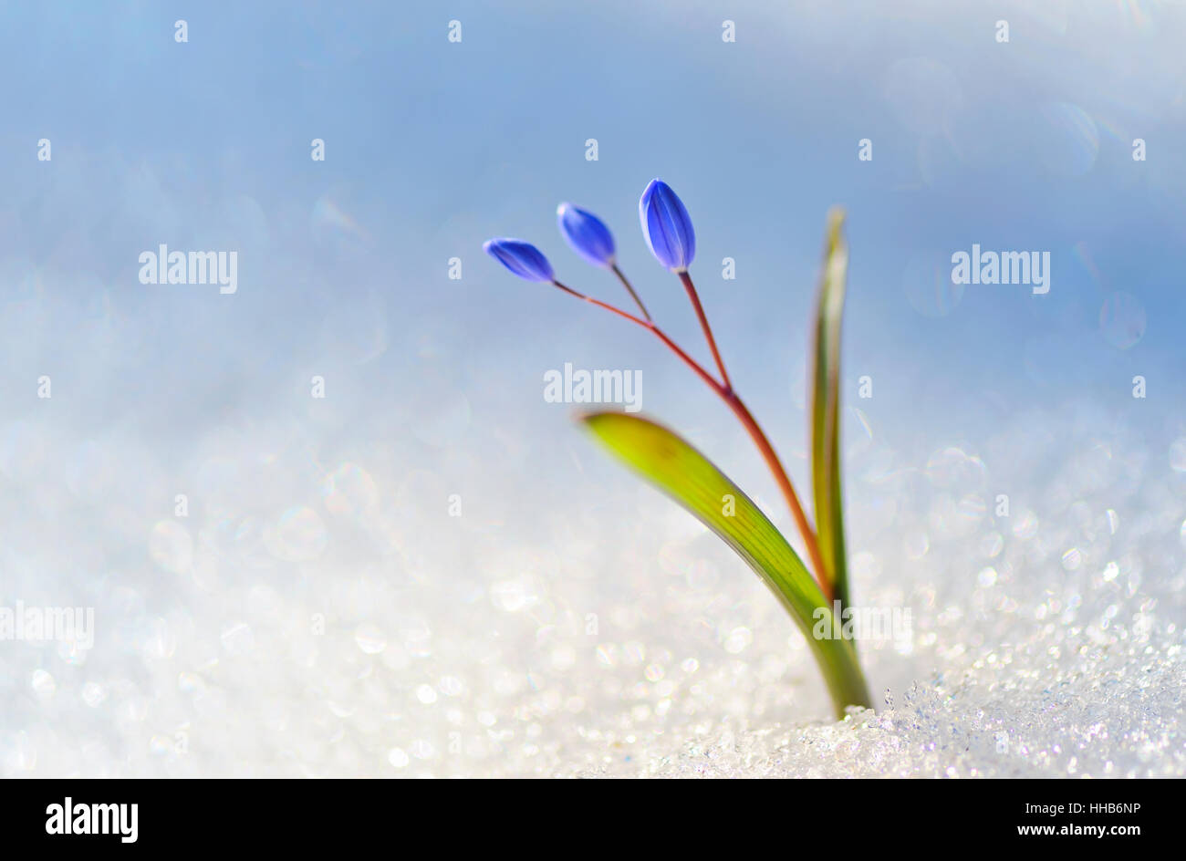 Blue snowdrop hi-res stock photography and images - Alamy