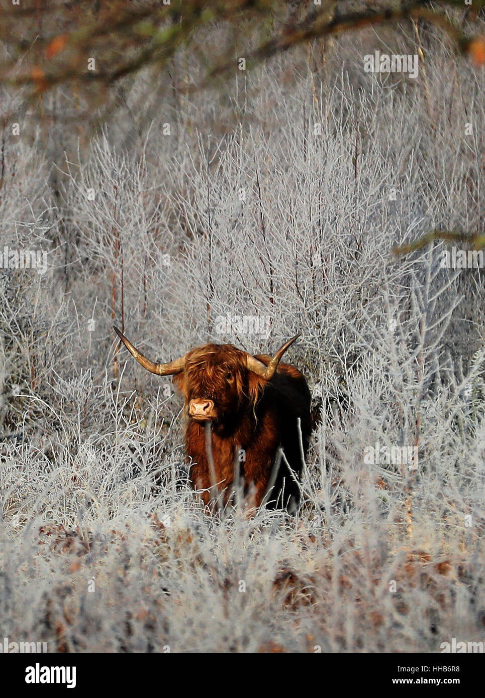 A Highland Cow grazes on heathlands on a frosty start to the day in ...