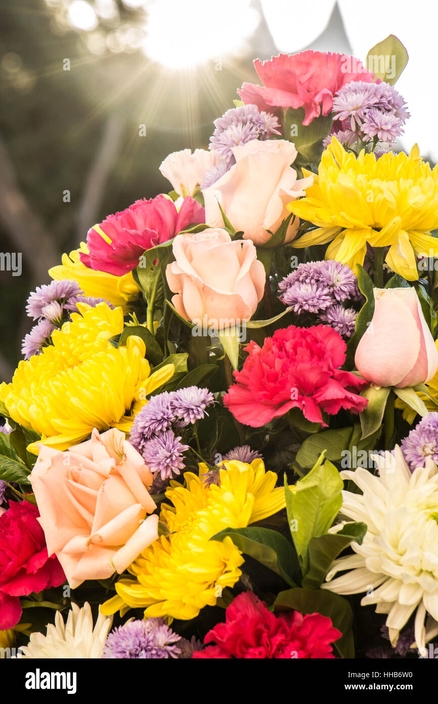 Abstract background of flowers. Close-up Stock Photo - Alamy